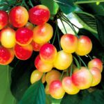 Cherry Varieties Grown in Montana - Glacier Fresh Cherries